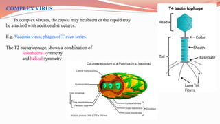 Structure of viruses | PPTX