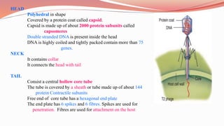 Structure of viruses | PPTX