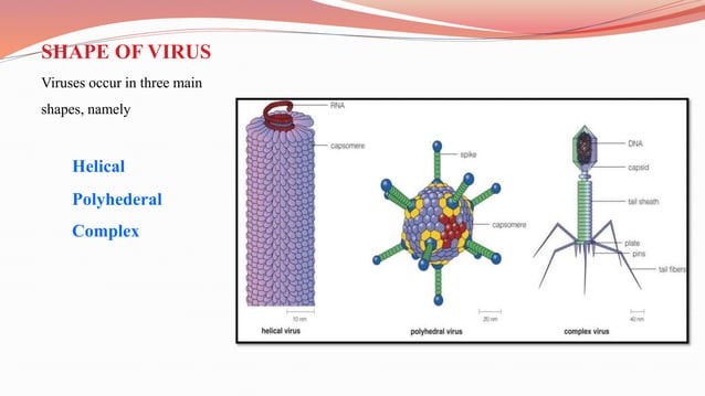 Structure of viruses | PPTX | Biological Sciences | Science