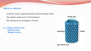 Structure of viruses | PPTX