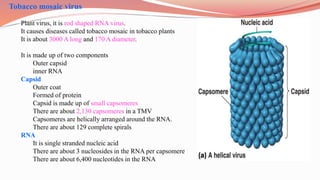 Structure of viruses | PPTX