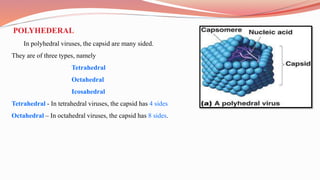 Structure of viruses | PPTX