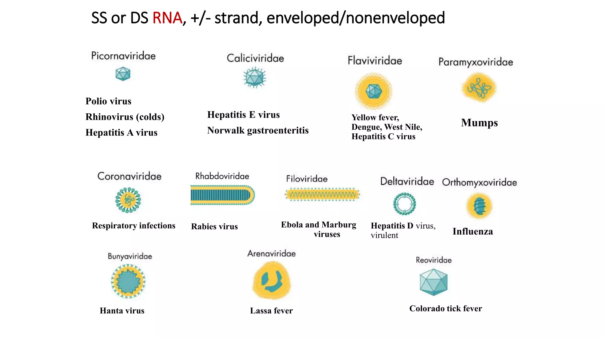 Structure of viruses | PPTX