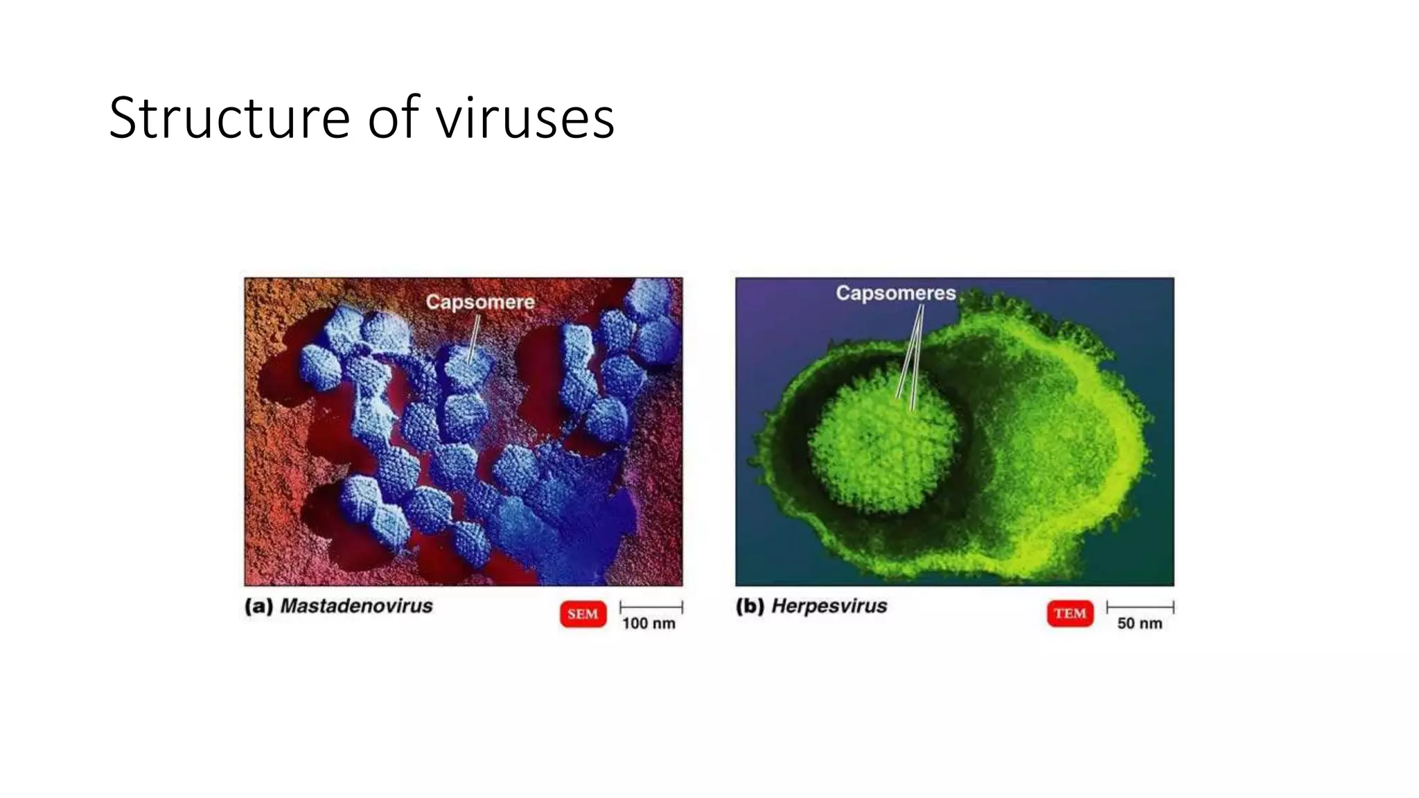 Structure of viruses | PPTX