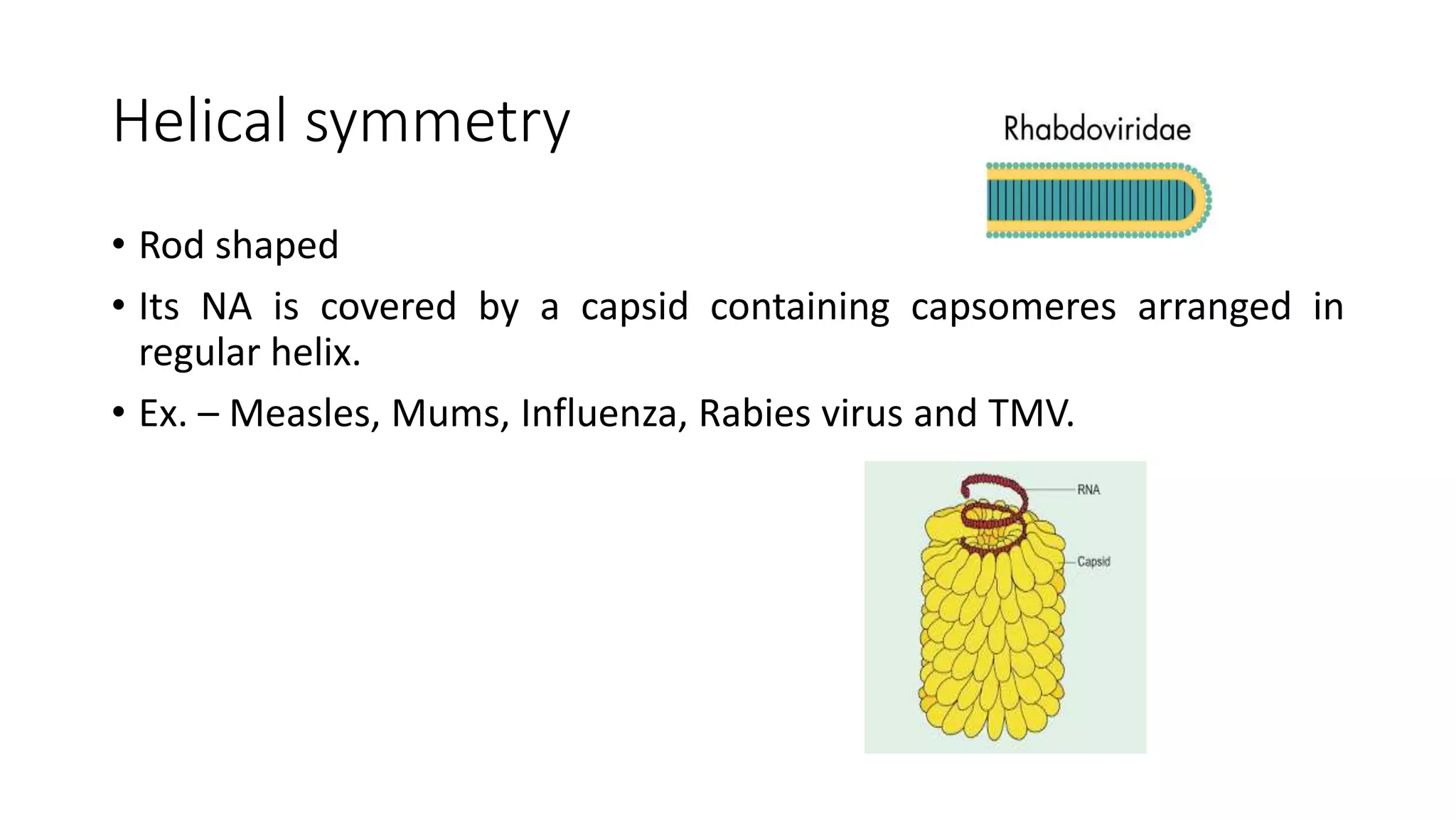 Structure of viruses | PPTX