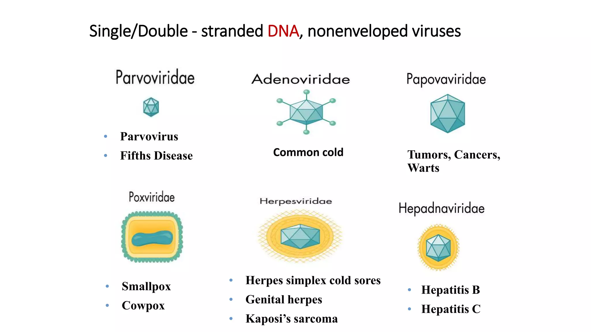 Structure of viruses | PPTX