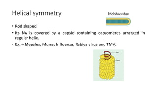 Structure of viruses | PPTX
