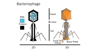 Structure of viruses | PPTX
