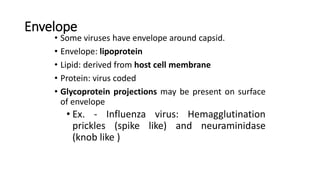 Structure of viruses | PPTX
