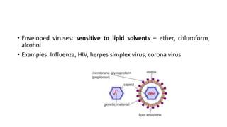 Structure of viruses | PPTX | Chemistry | Science