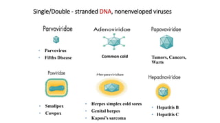 Structure of viruses | PPTX
