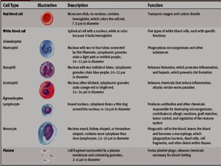 Structure of wbcs | PPT | Blood Disorders | Diseases and Conditions