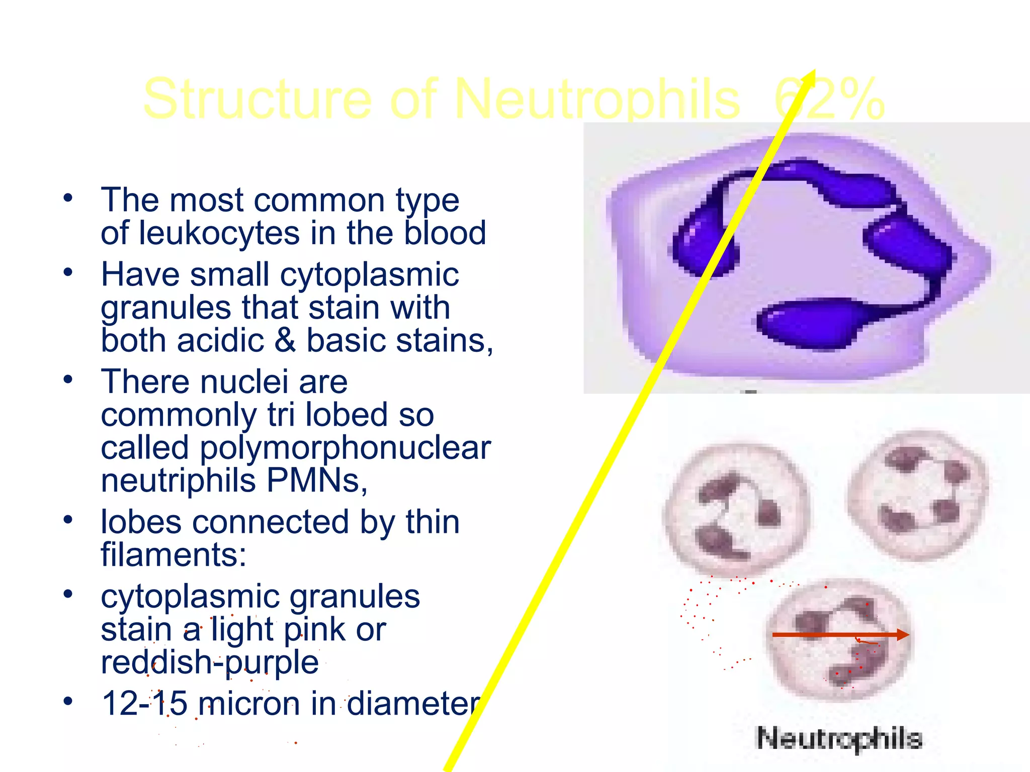 Structure of wbcs | PPT