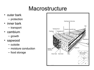 Structure of Wood Structure of Wood Structure of Wood | PPT