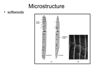 Structure of Wood Structure of Wood Structure of Wood | PPT