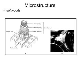 Structure of Wood Structure of Wood Structure of Wood | PPT