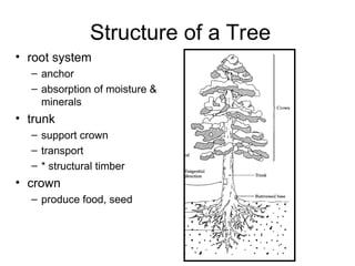 Structure of Wood Structure of Wood Structure of Wood | PPT