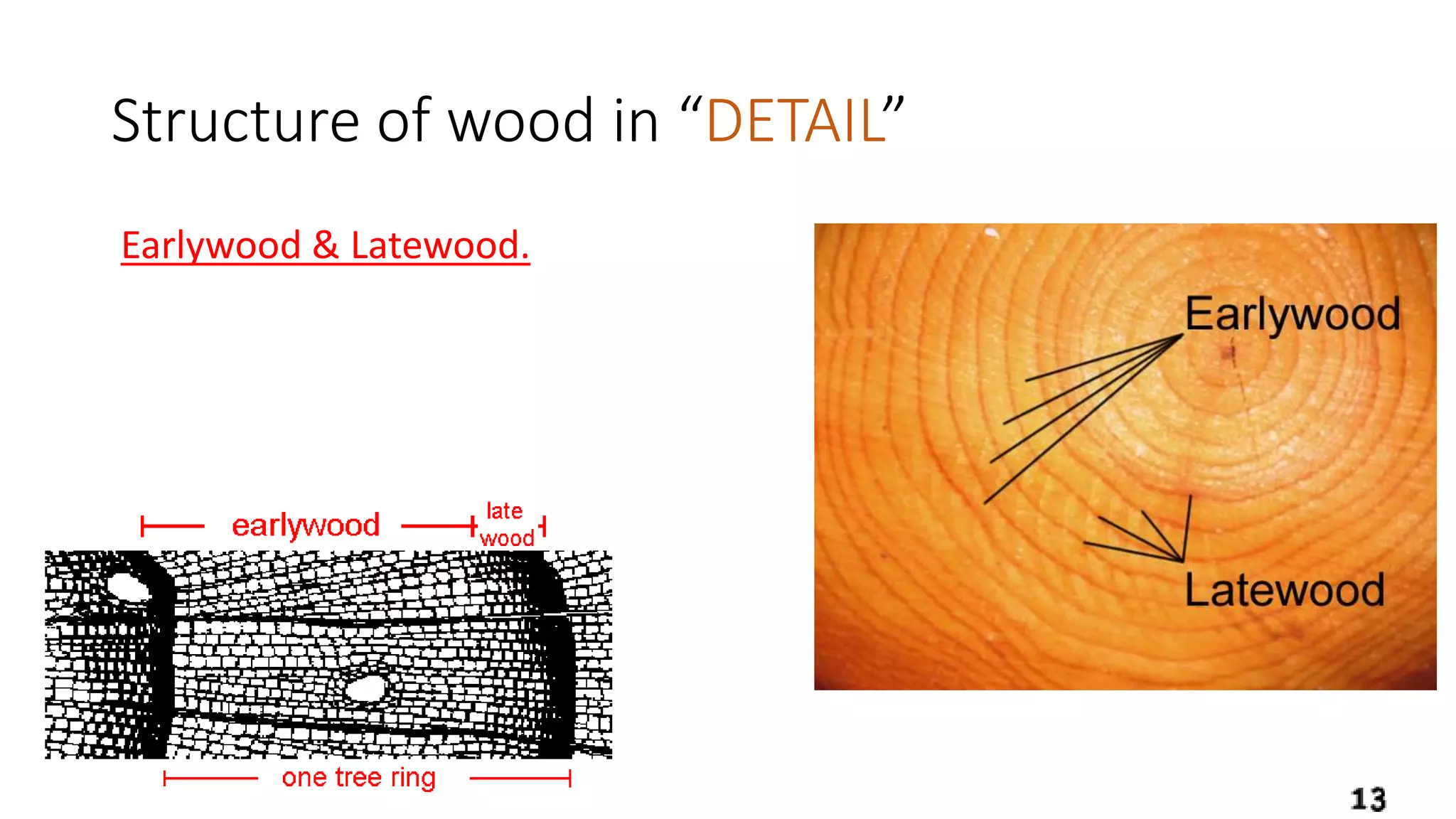 Structure of woods | PPTX