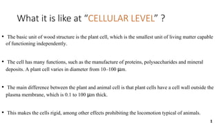 Structure of woods | PPTX