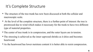 Structure of woods | PPTX