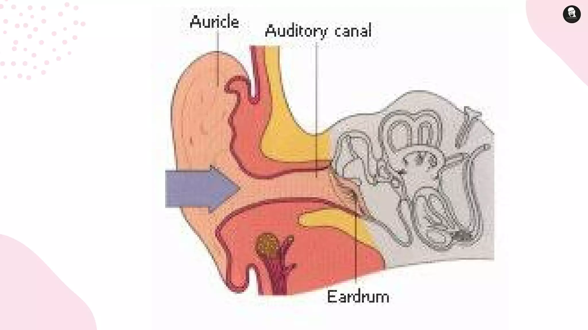Structure, parts and function of human ear | PDF