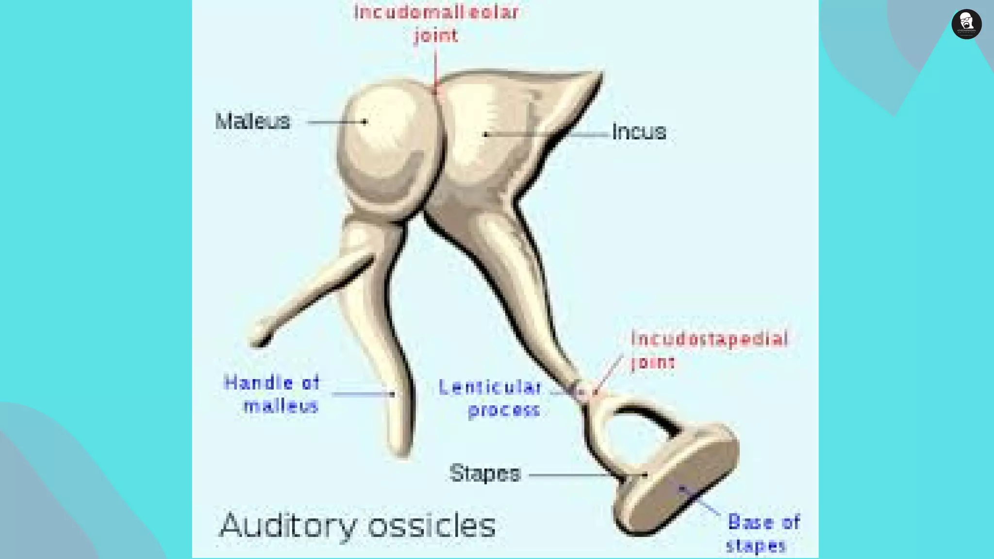 Structure, parts and function of human ear | PDF