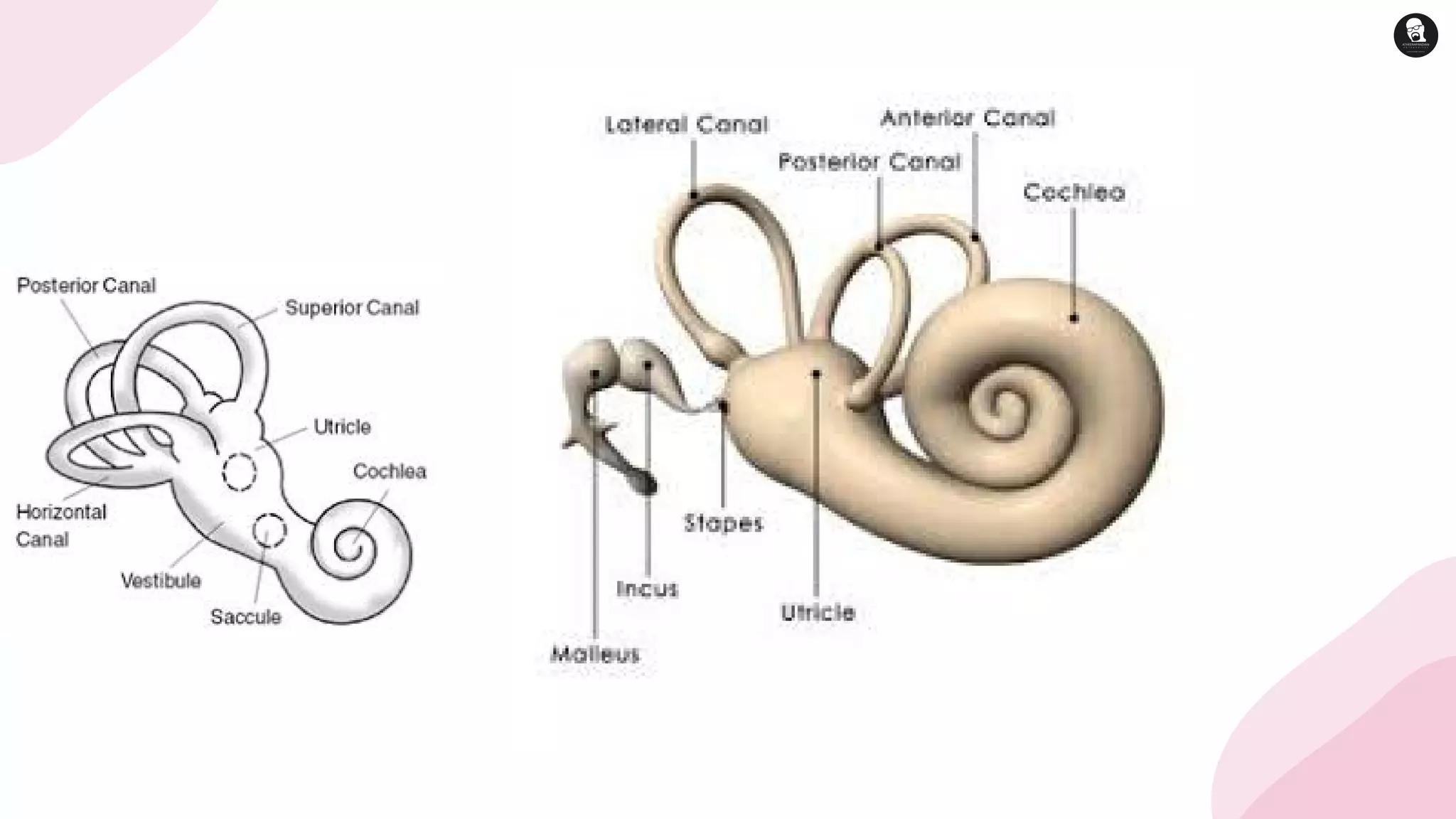 Structure, parts and function of human ear | PDF