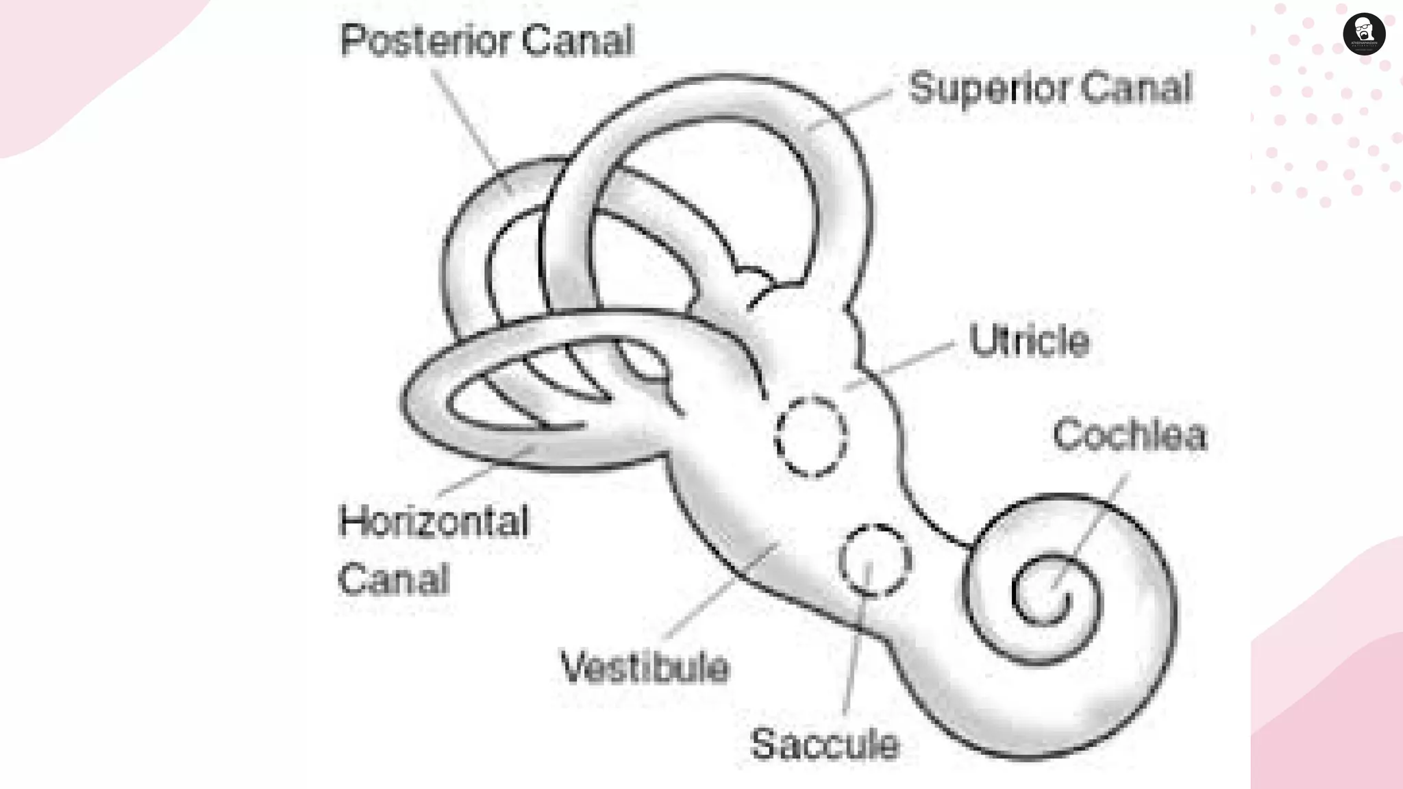Structure, parts and function of human ear | PDF