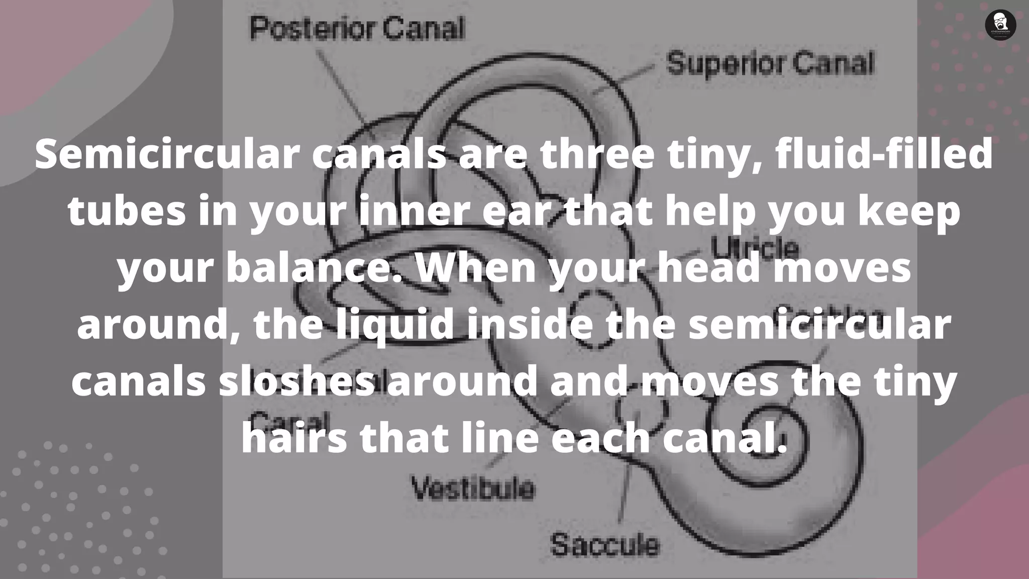 Structure, parts and function of human ear | PDF