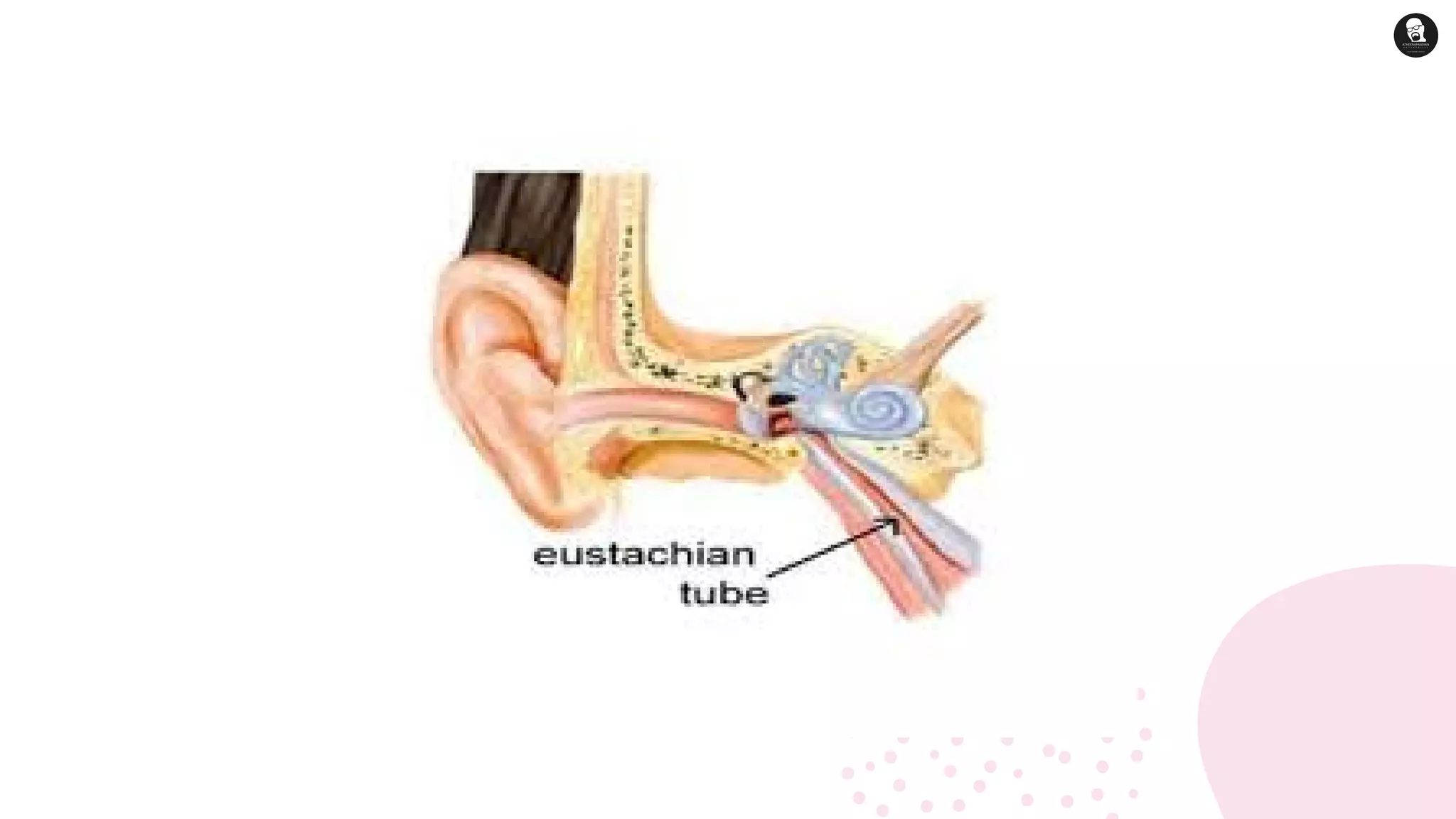 Structure, parts and function of human ear | PDF