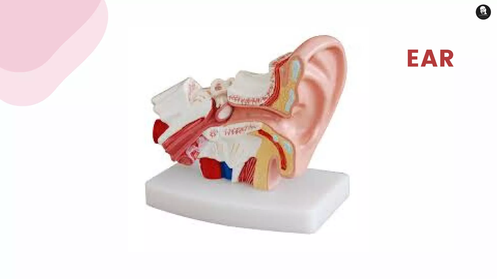 Structure, parts and function of human ear | PDF