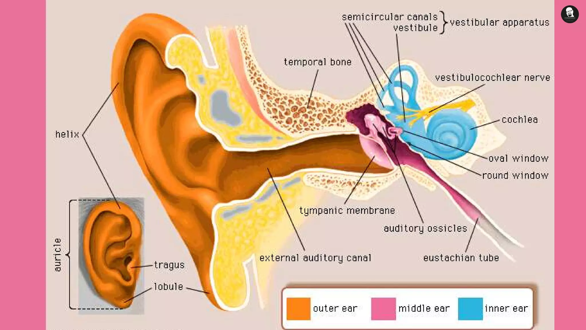 Structure, parts and function of human ear | PDF