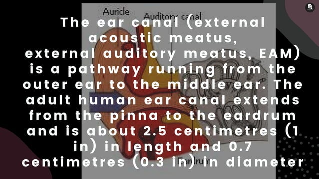 Structure, parts and function of human ear | PDF | Ear, Nose and Throat ...