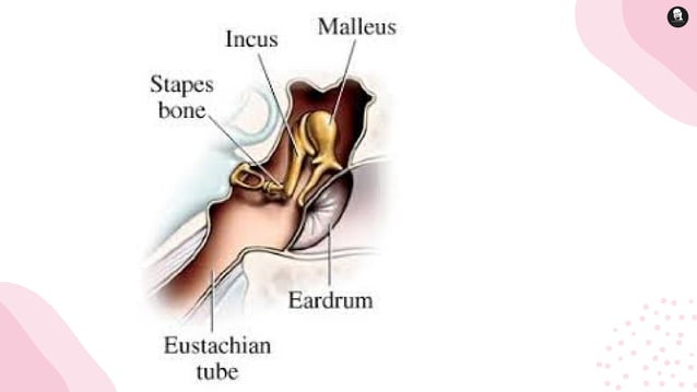 Structure, parts and function of human ear | PDF | Ear, Nose and Throat ...