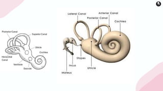 Structure, parts and function of human ear | PDF