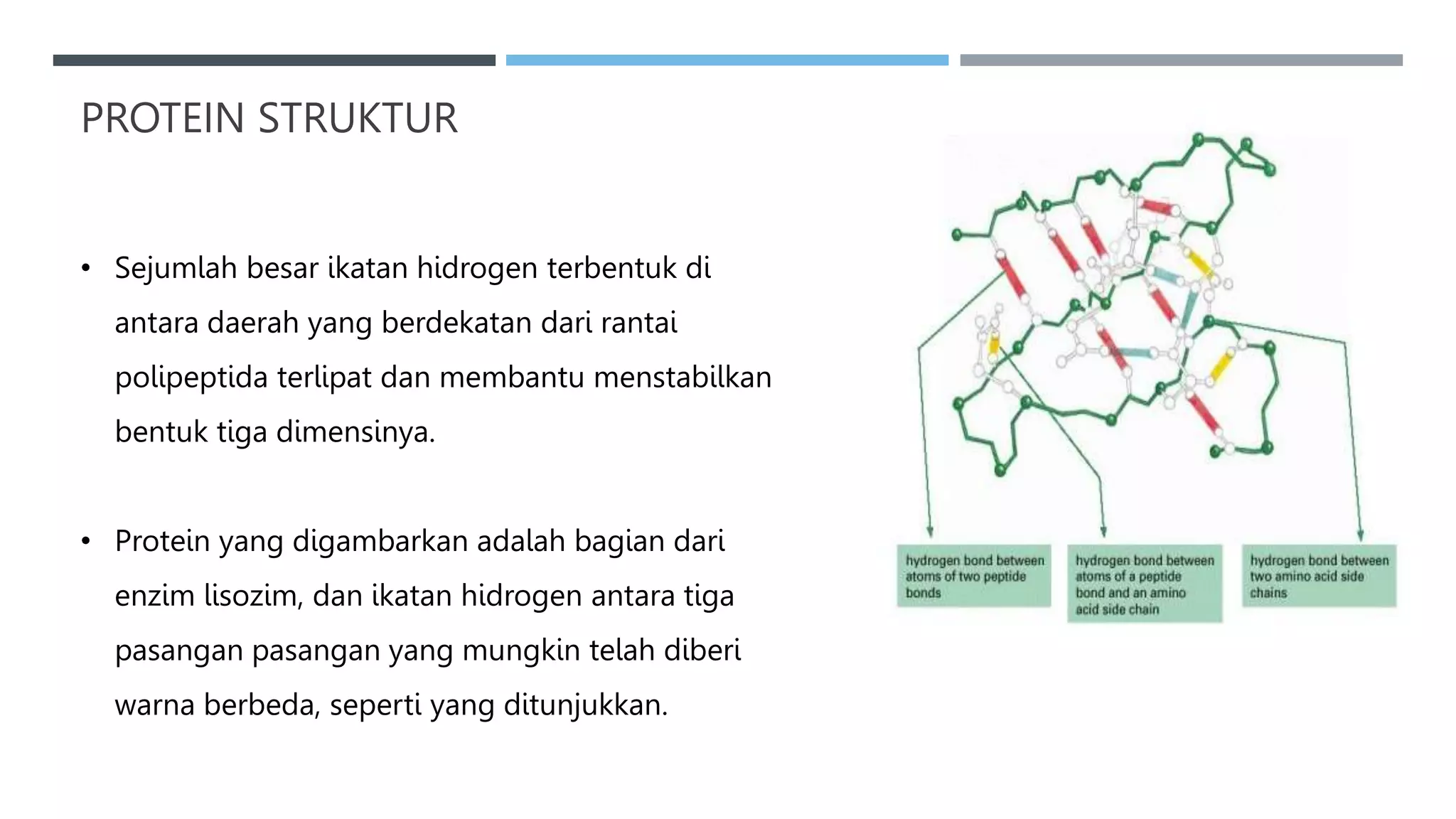 structure protein.pptx