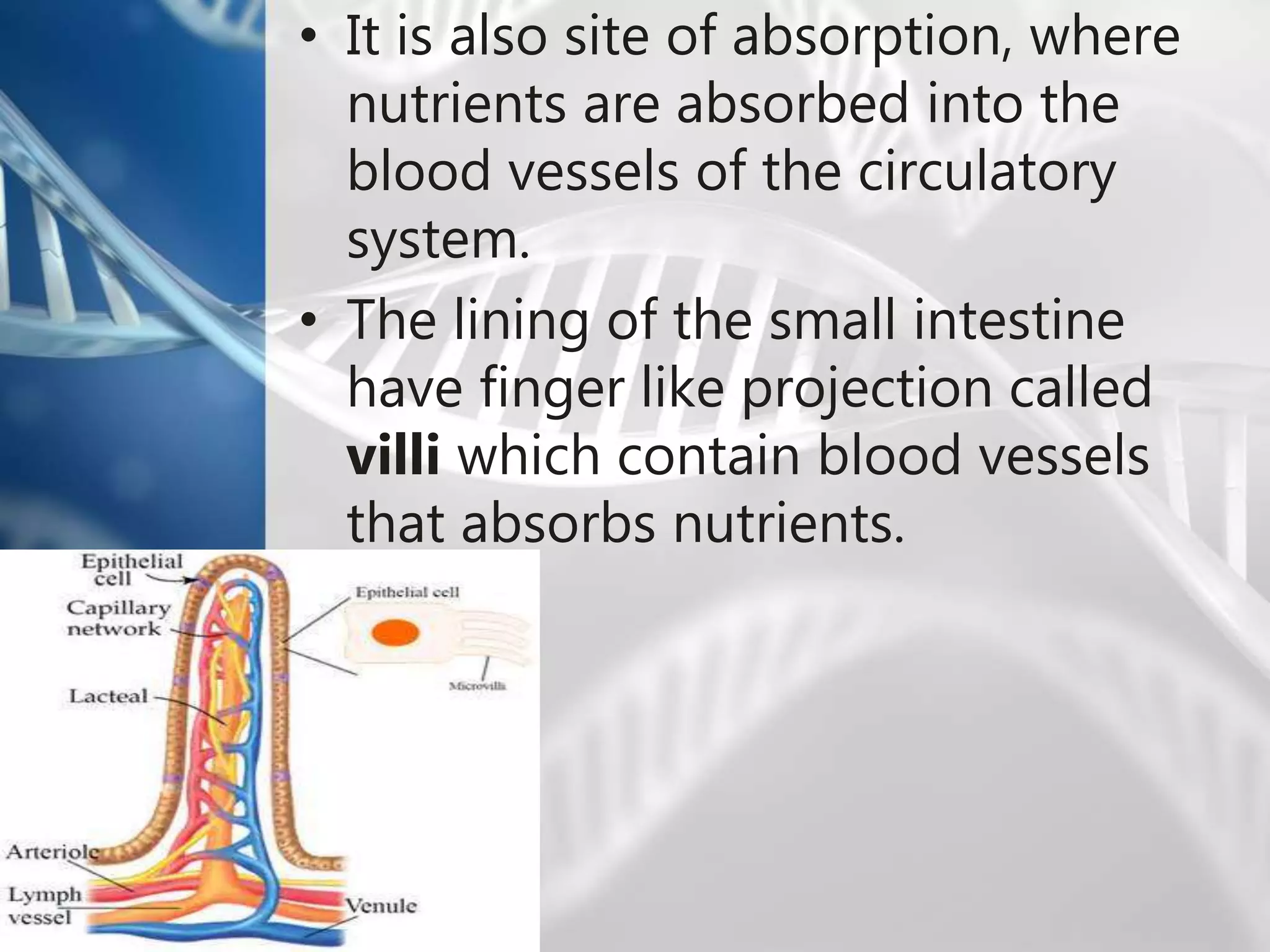 Structures and functions of human digestive system | PPTX