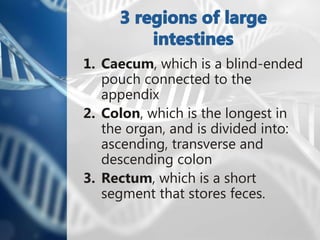Structures and functions of human digestive system | PPTX