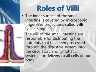 Structures and functions of human digestive system | PPTX