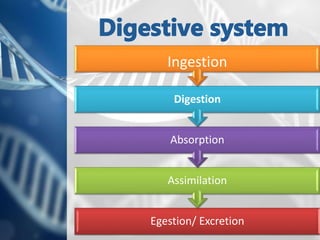 Structures and functions of human digestive system | PPTX