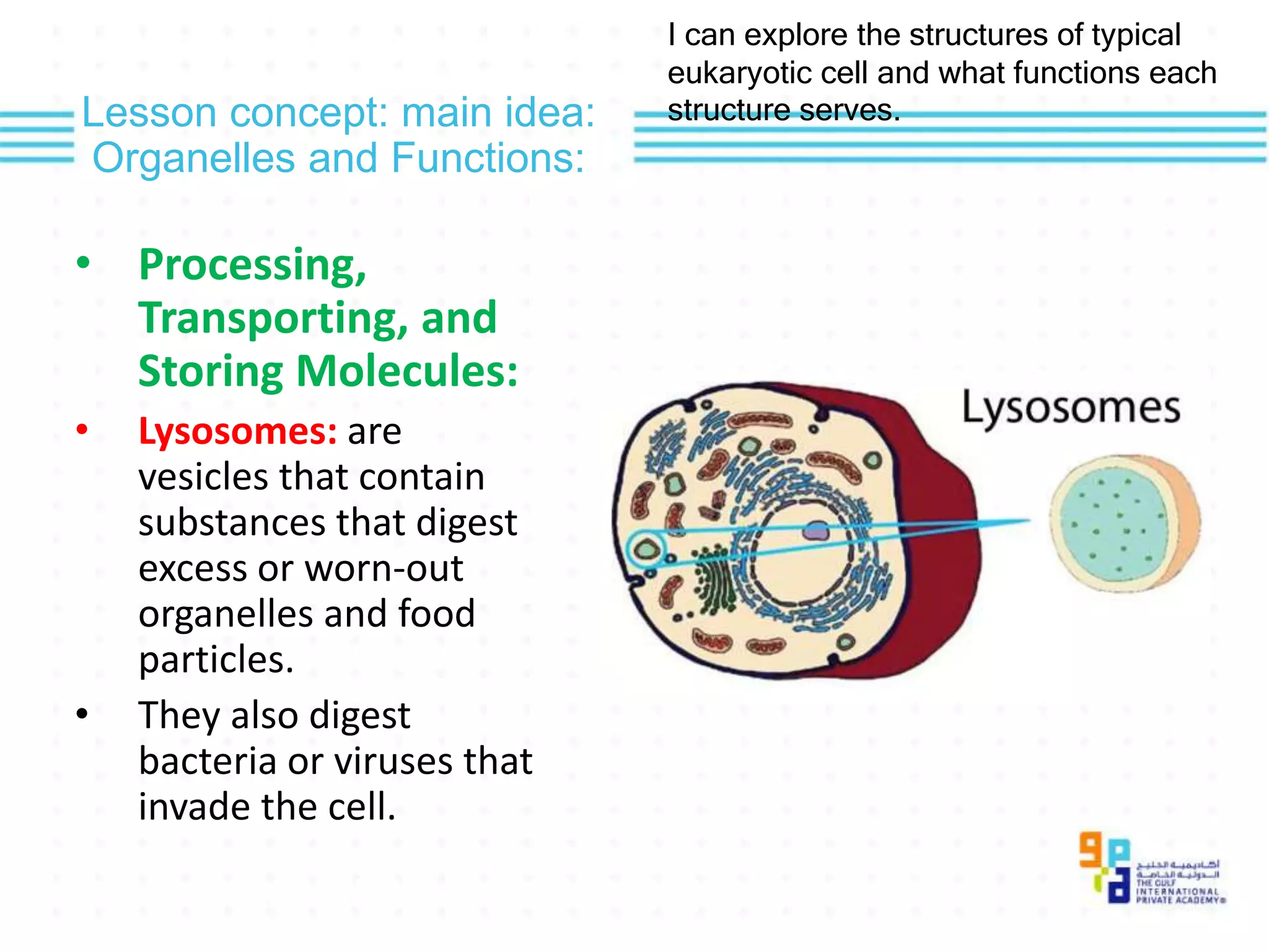 structures and organelles lesson 4.2.pptx
