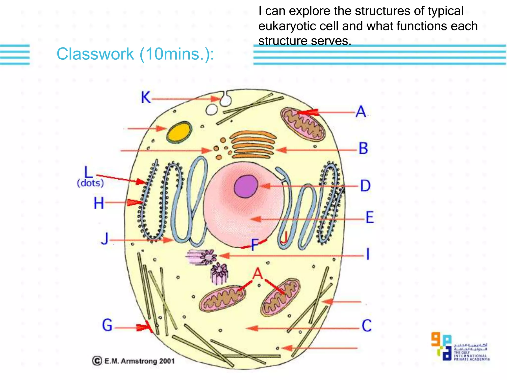 structures and organelles lesson 4.2.pptx