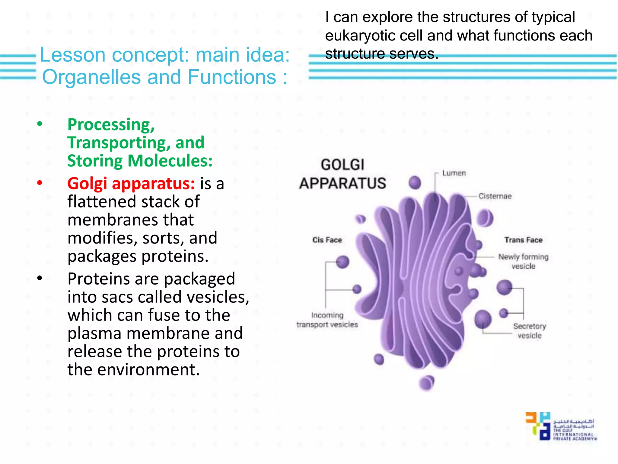 structures and organelles lesson 4.2.pptx