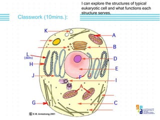 structures and organelles lesson 4.2.pptx