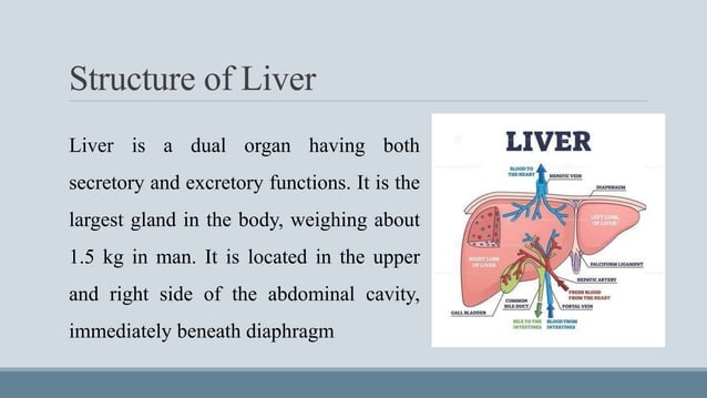 Structure, Secretions and Function of Liver.pptx