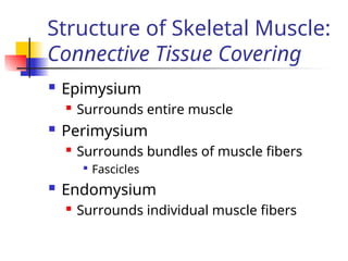 structure_skeletal_muscle ppt BPHARM.ppt