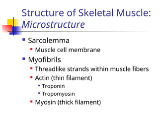 structure_skeletal_muscle ppt BPHARM.ppt