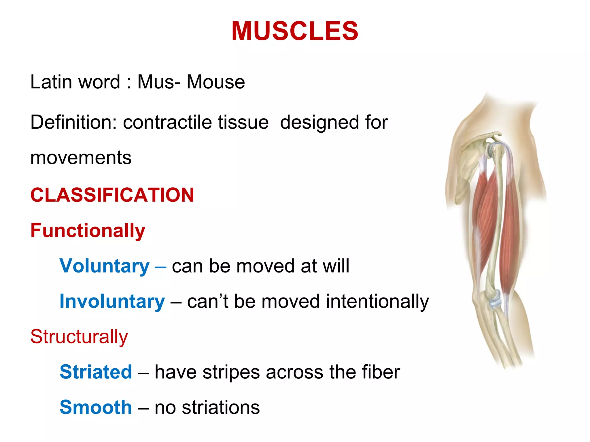 Structures met in dissection | PPT