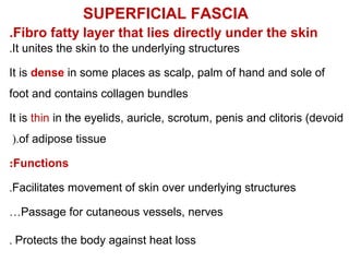 Structures met in dissection | PPT