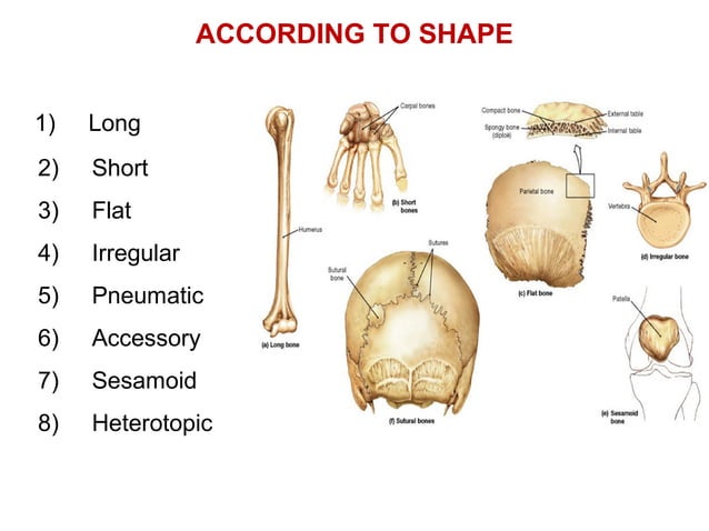 Structures met in dissection | PPT